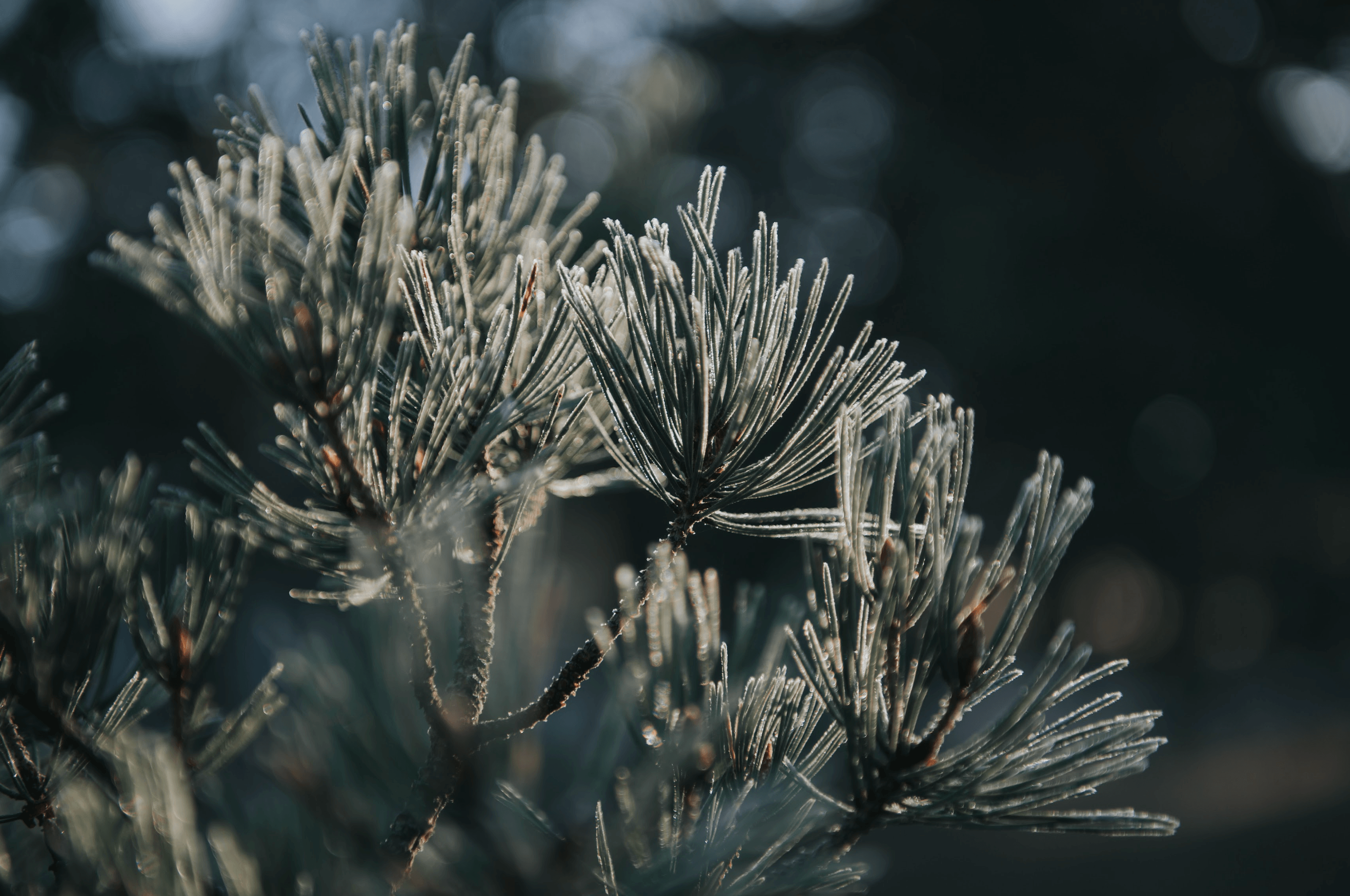 Your Guide to the Best Pine Tree Skincare | Blog | Round Lab